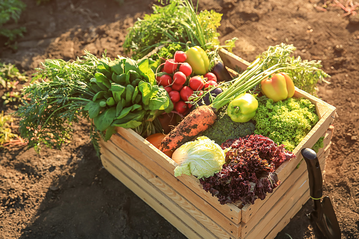 FOOD BOXES – FireSide Food Shop